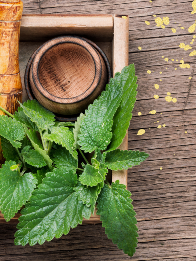Exciting Lemon Balm Benefits Story | Wellness Lifestyle | Healthy Kyla
