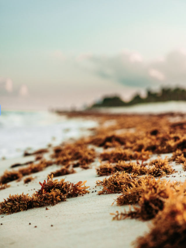 4 Best Types of Sea Moss | Wellness Lifestyle | Healthy Kyla