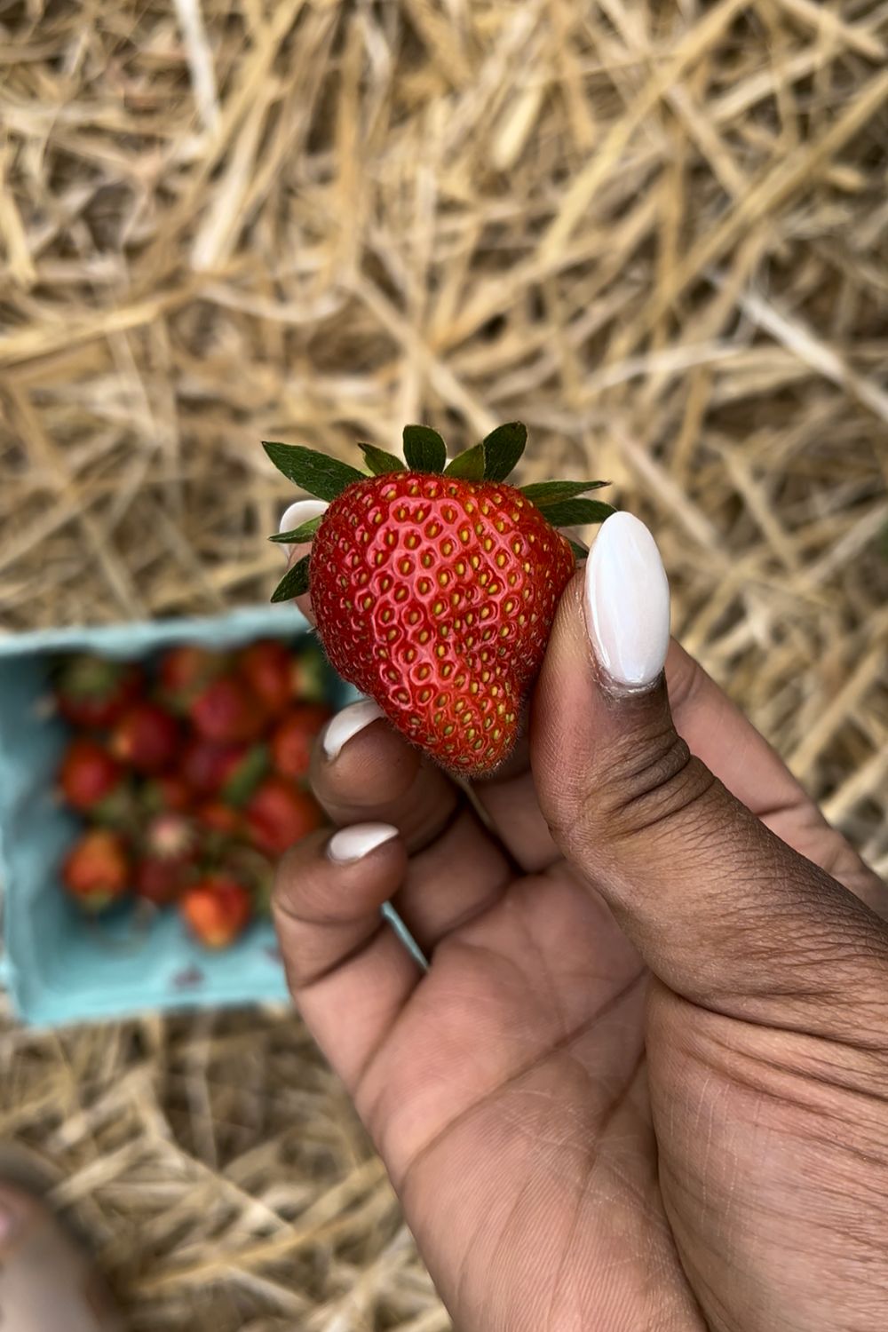 3 Best Strawberry Picking Maryland Farms 2023